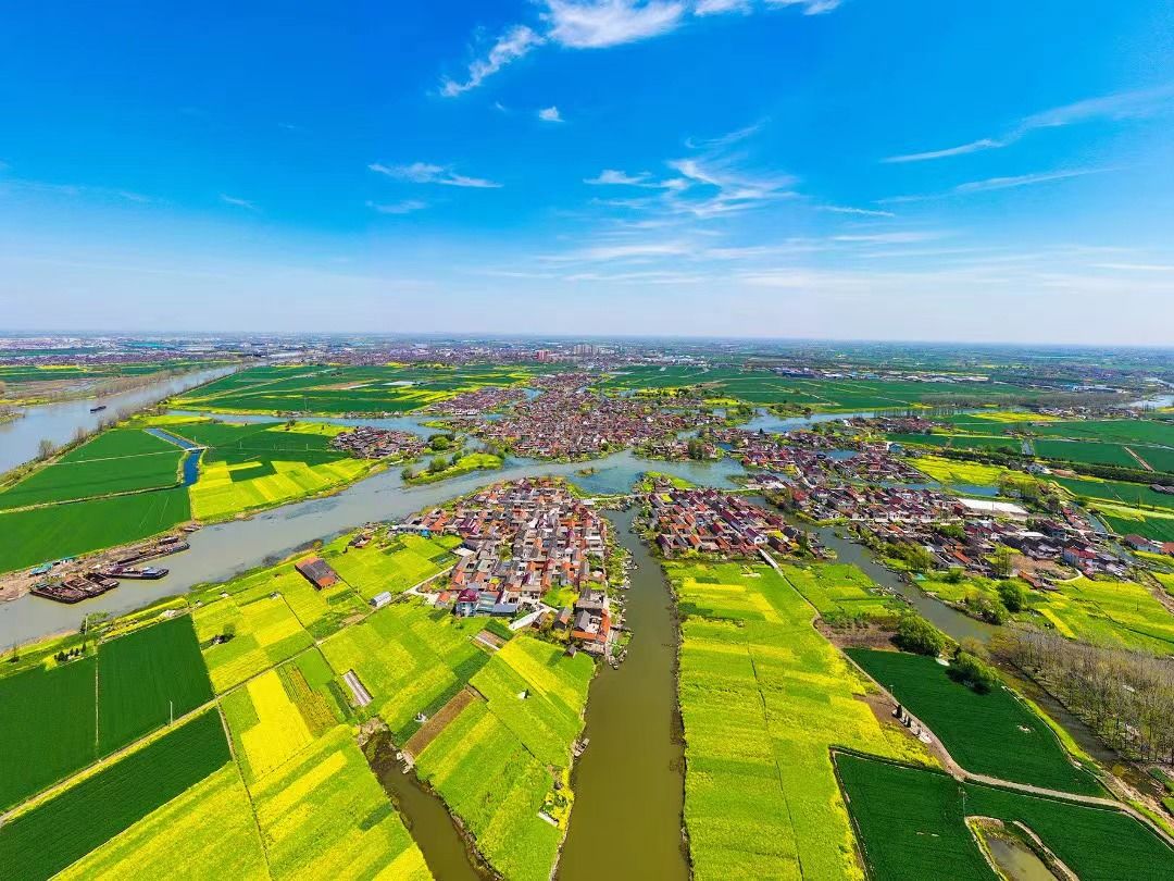 江苏盐城：323.87公斤！刷新全国盐碱地油菜高产纪录-盐城新闻网